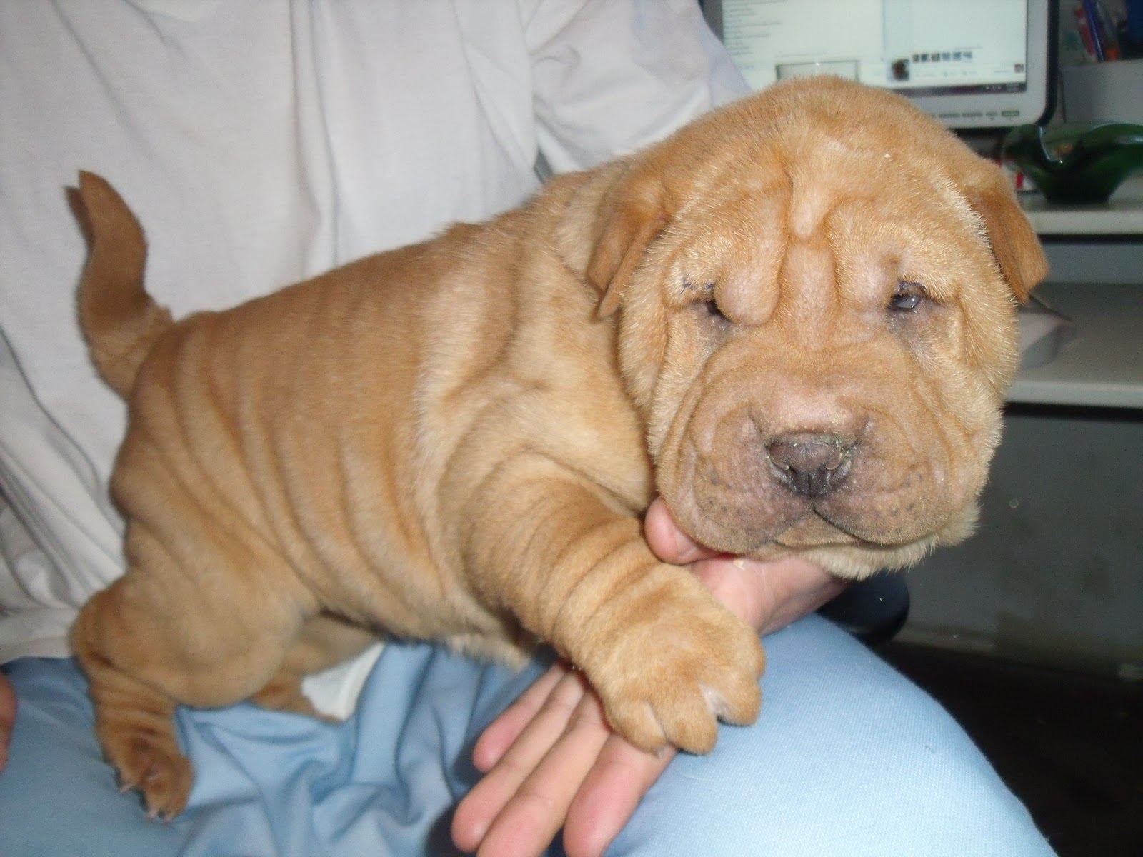 Acasa la catelusul tau: vand pui shar pei super cutati