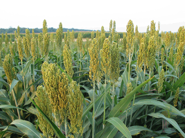 MUNDO JARDIN: SORGO (SORGHUM VULGARE Y VARIEDADES)