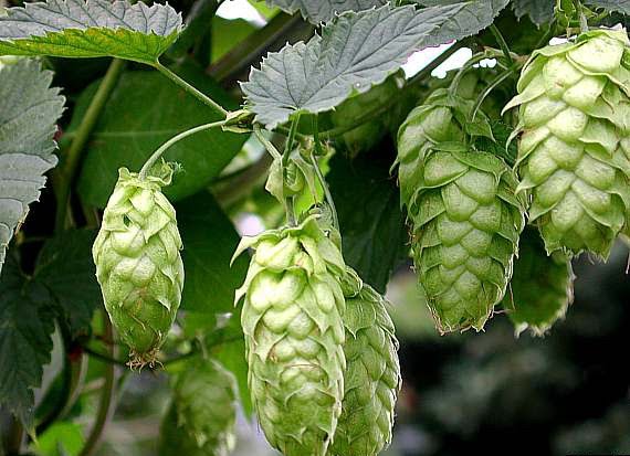 MUNDO JARDIN: LÚPULO (HUMULUS LUPULUS)