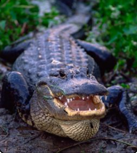 My World: Purple Alligator