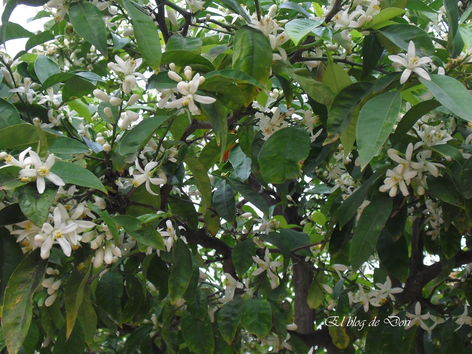 El blog de Dori: Llegó el día