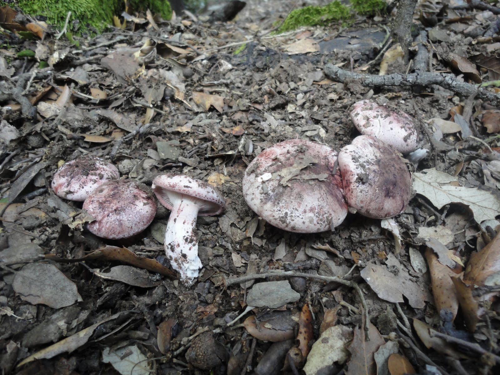 el bloc d'en Jocep: CARLETS