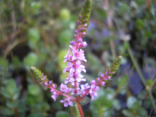 Aqua Coefil: Florações de plantas hidrófilas