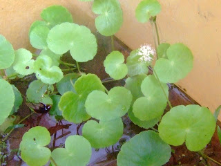 Aqua Coefil: Florações de plantas hidrófilas