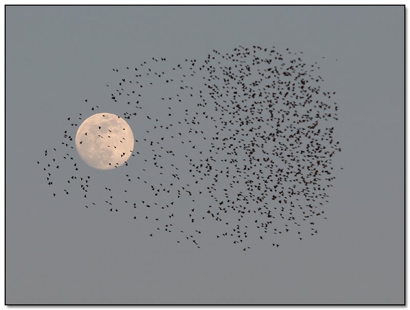 Pensieri sparsi: Rondini