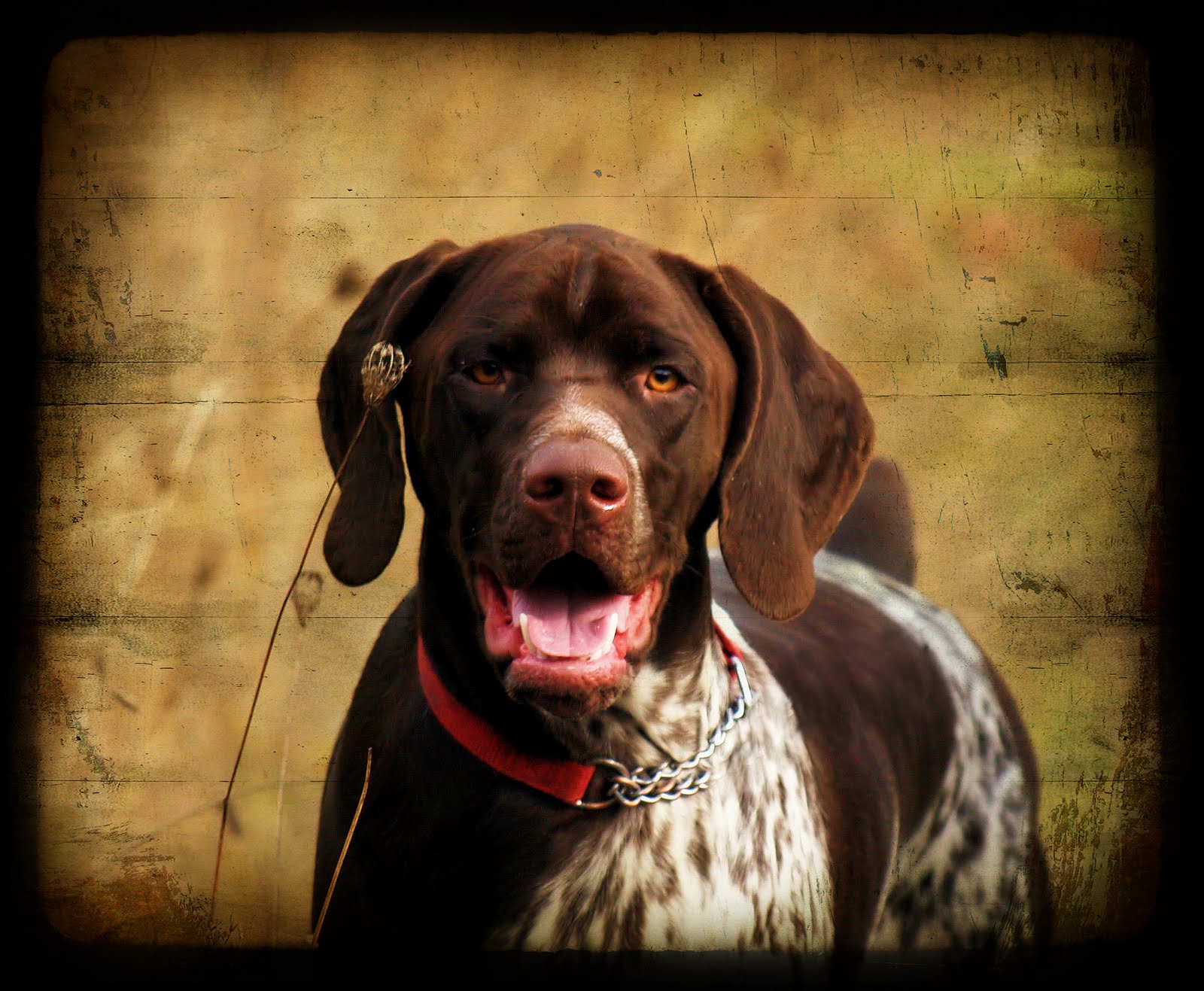 Grey Dog Photography: 9/1/10 - 10/1/10