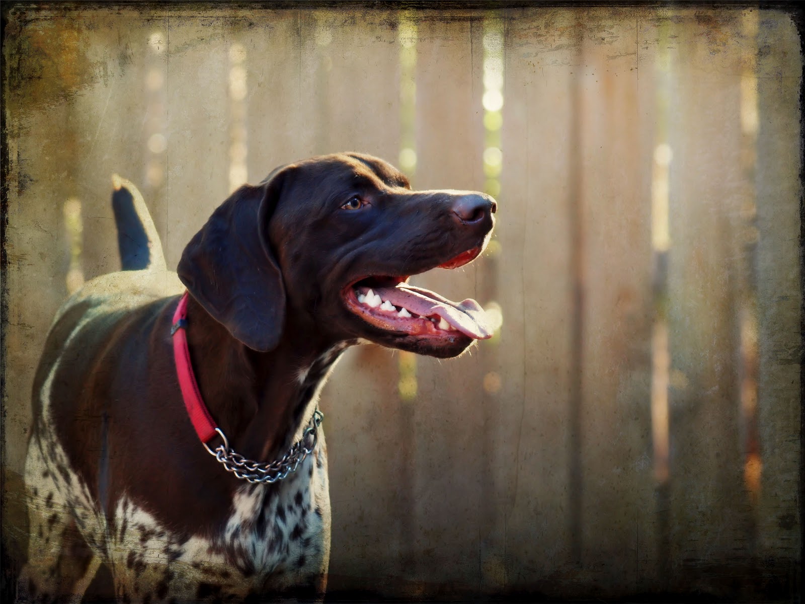 Grey Dog Photography: Choking-So Scared