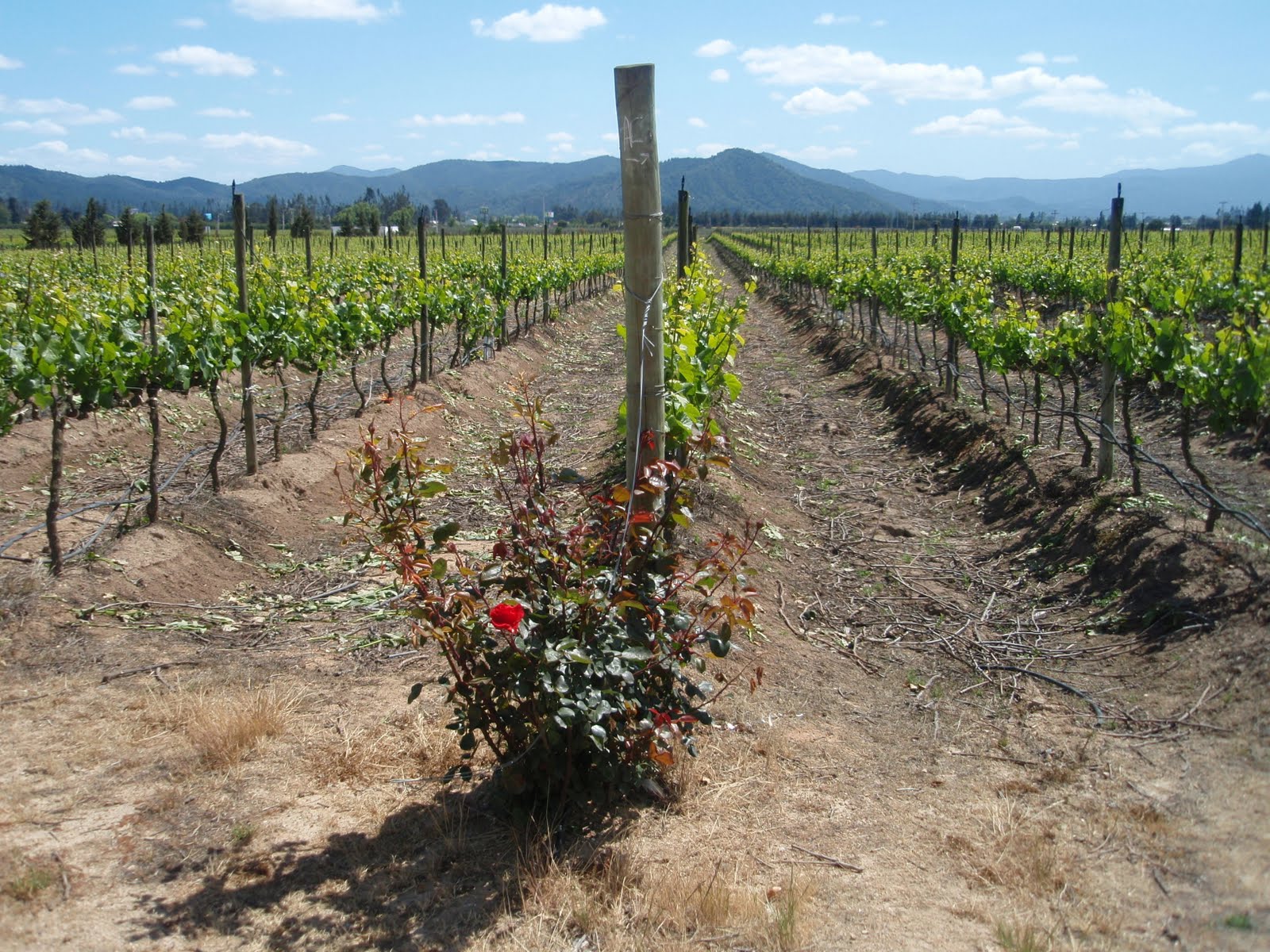 Mine rejseoplevelser fra Chile - Bolivia - Peru: CHILE: Storbyer og ...