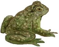 Asociacion Chi de Andalucia: LA ROSA Y EL SAPO