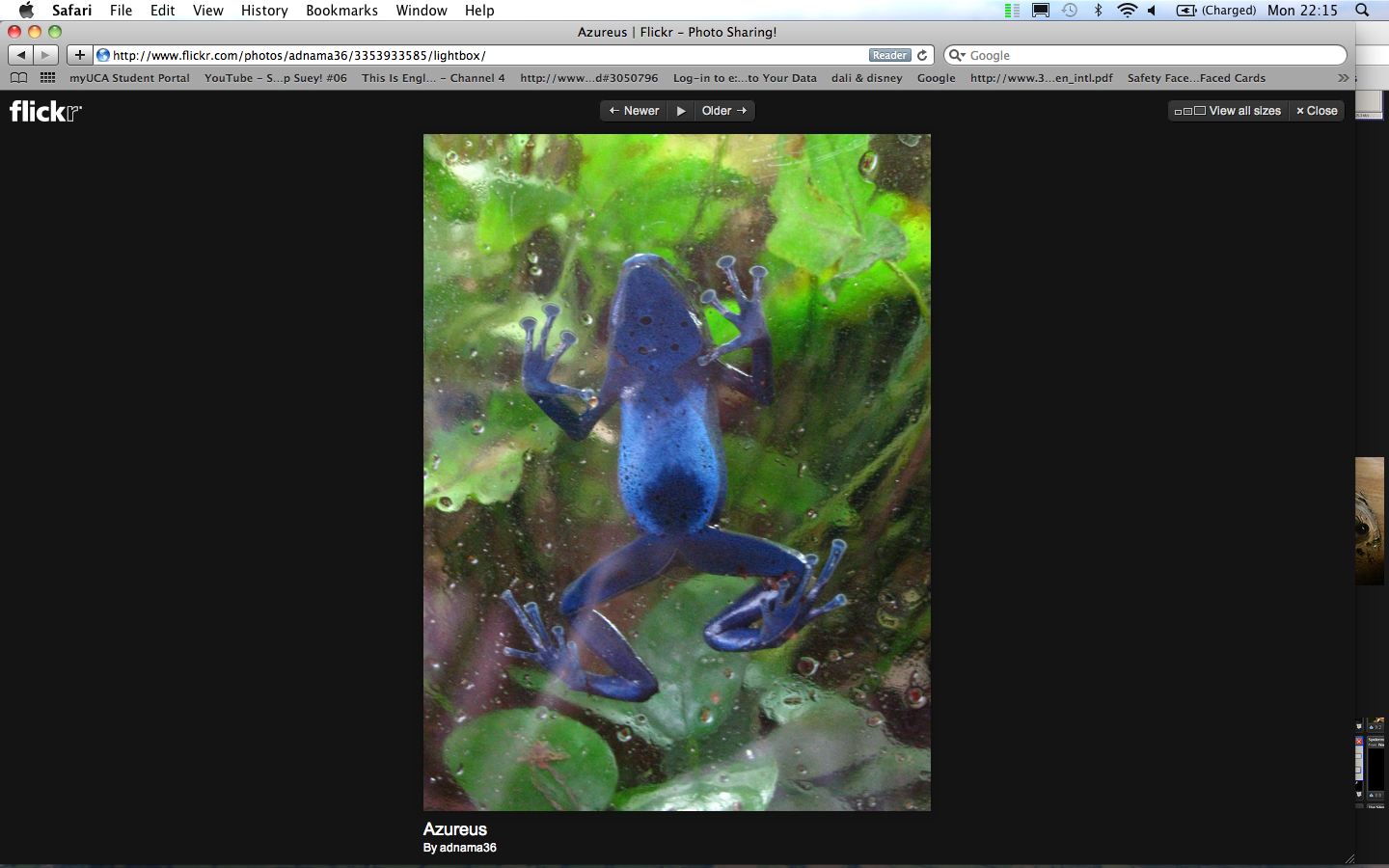 SkyGecko: Human/ Frog Hand,Feet Comparison