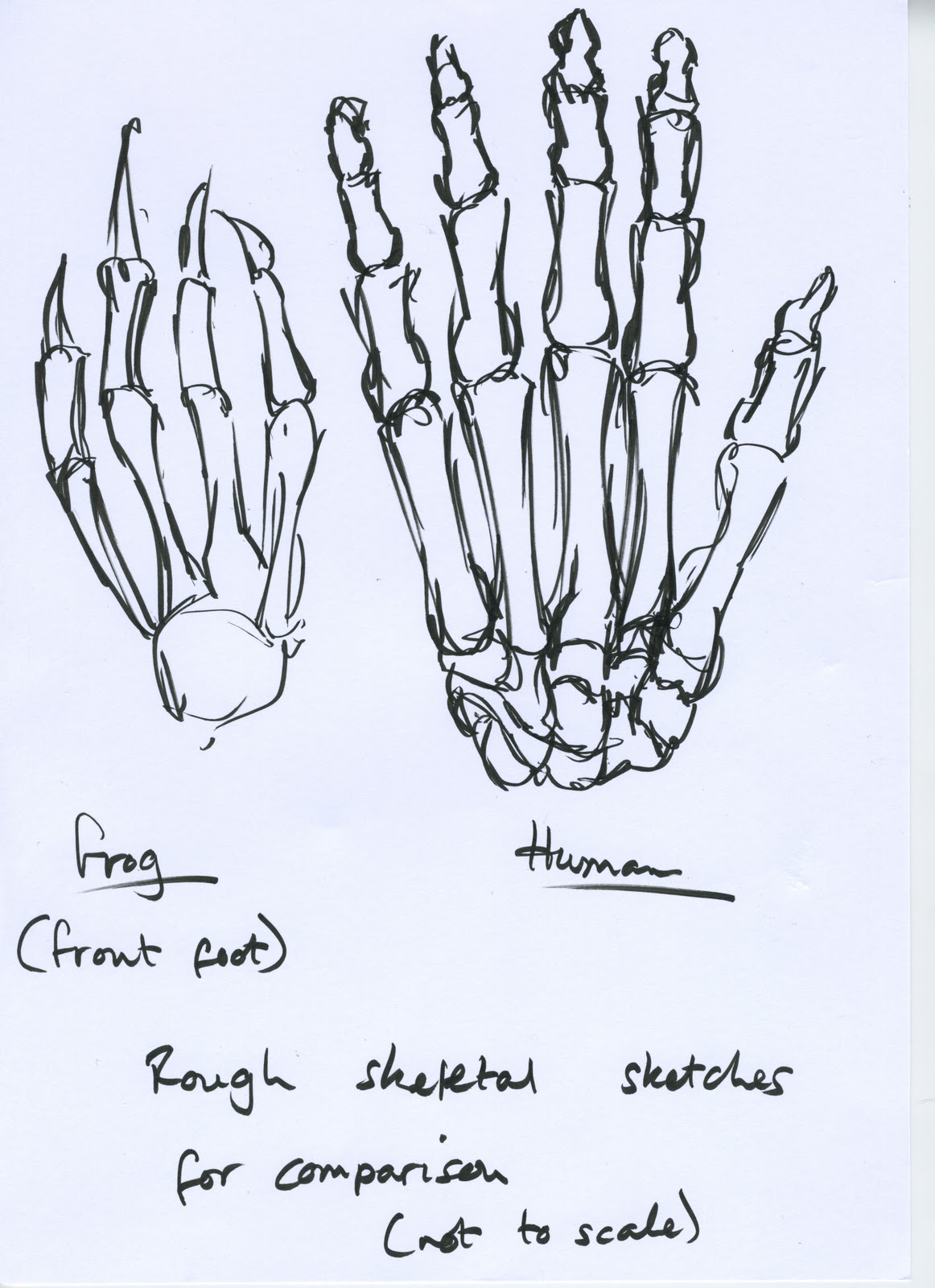 SkyGecko: Human/ Frog Hand,Feet Comparison