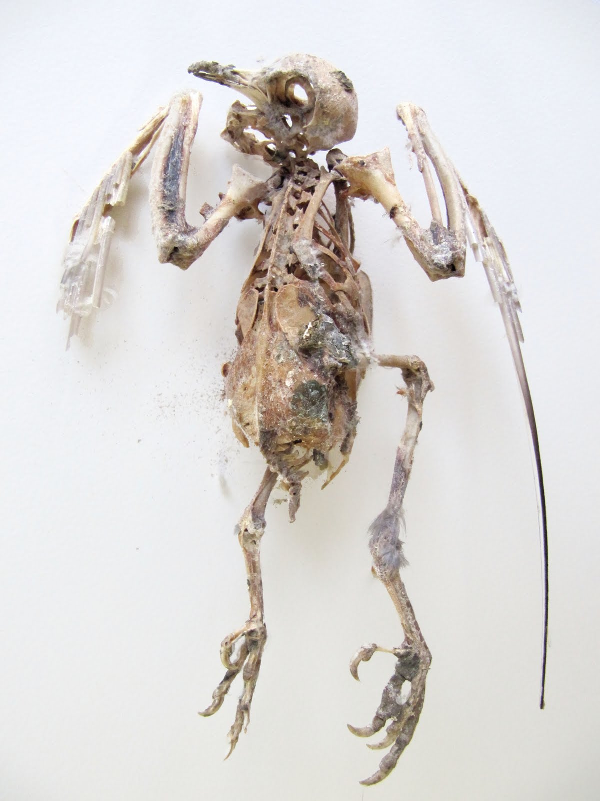 The Omar Museum of Natural History: Pigeon Skeleton