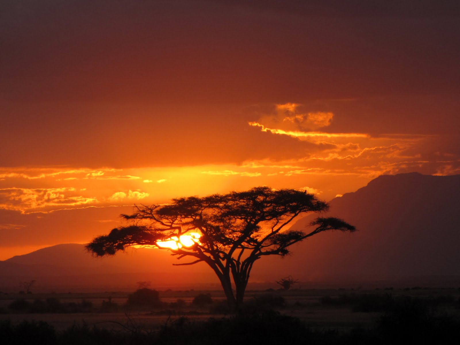 est100 一些攝影(some photos): african savannah 非洲大草原