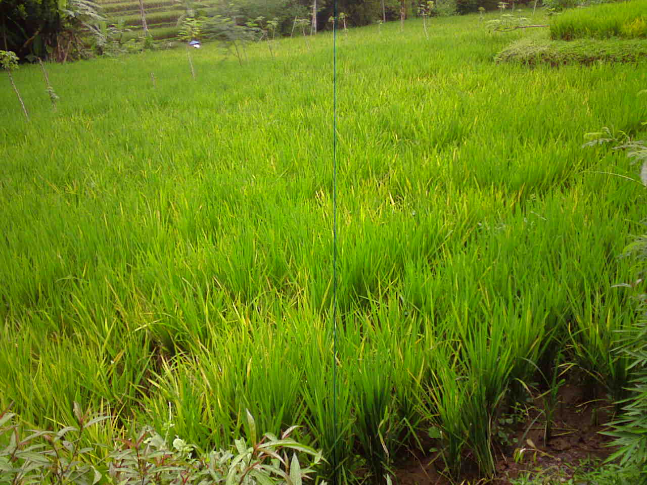 Ranjeng jeng jeng: Mengenal Penyakit Tungro Pada Tanaman Padi
