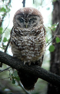 The Mexican Spotted Owl
