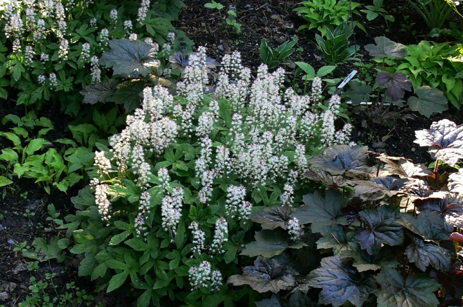 The Vermont Gardener: Foamflowers and Spring Thoughts