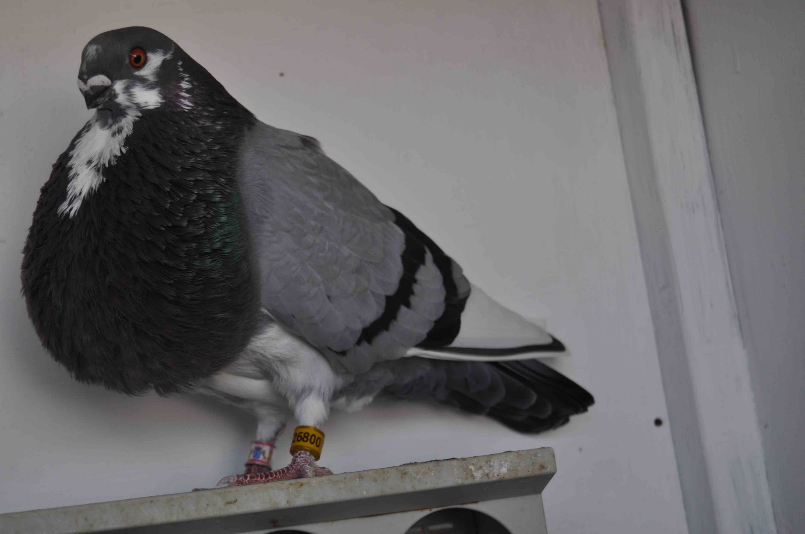 Buchones Canariones: Buchón Canario Azul Pinta Hembra