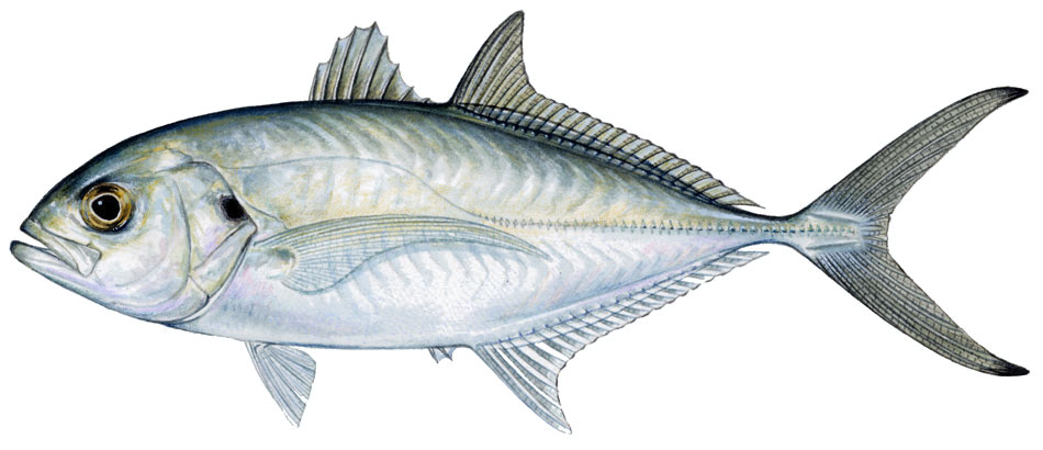 Sharkbait: Blue Runner