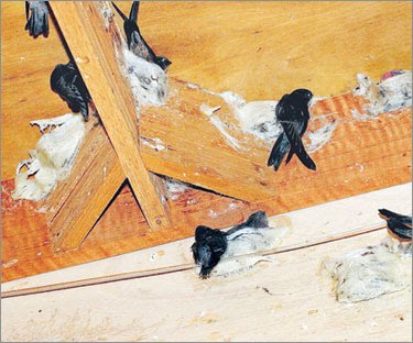 Dr Shafie Abu Bakar: Burung Walit: Apakah Istimewanya