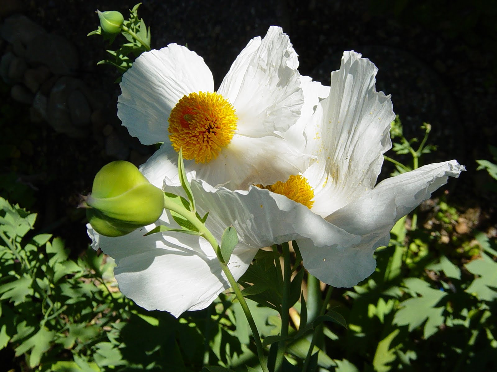 My Blog: The Matilija Poppy