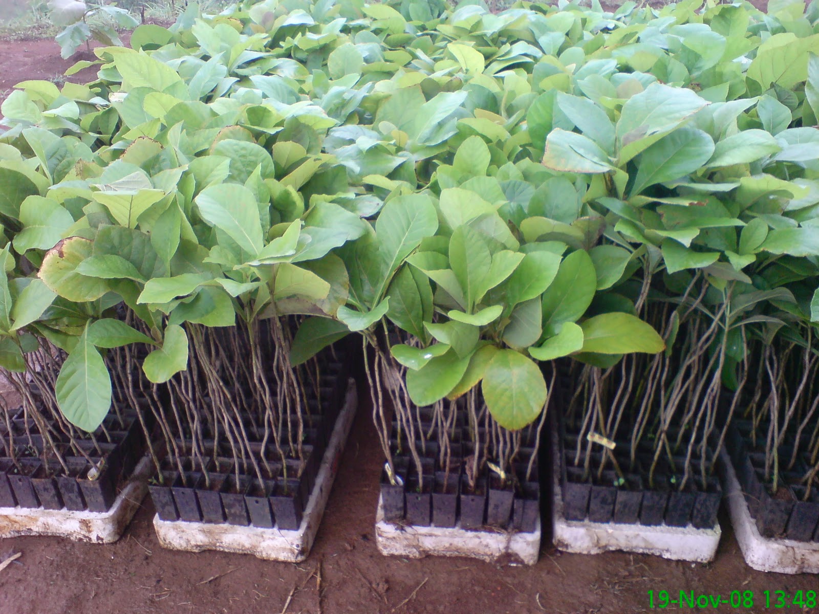 KAYU JATI POHON JATI KEBUN JATI: JATI; Identitas, habitat,