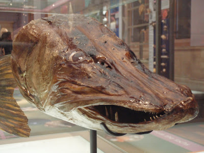 Speycasting: The Famous Endrick Pike Head