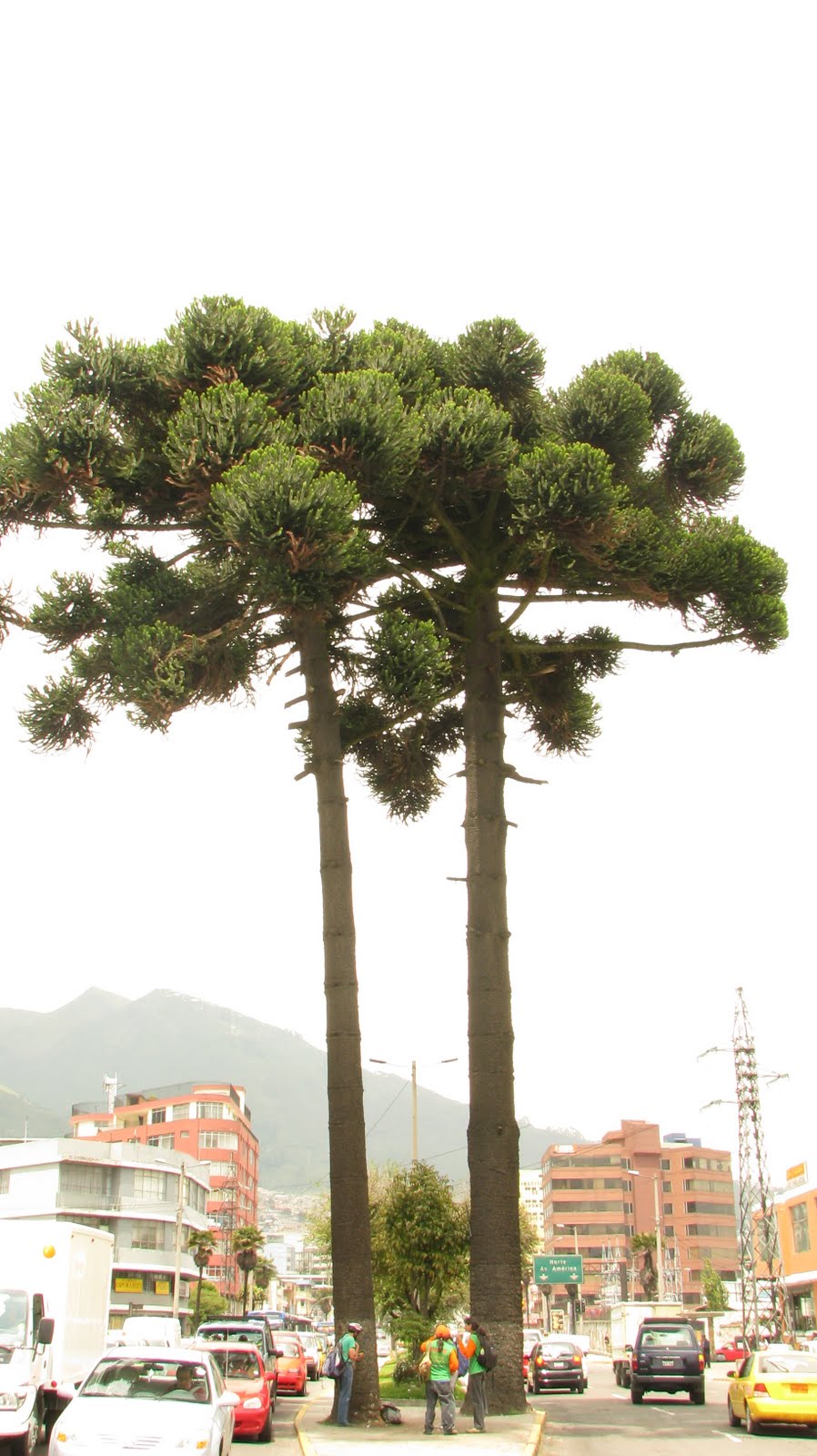 ÁRBOLES PATRIMONIALES DE QUITO Y SUS ALREDEDORES | ARBORICULTURA ...