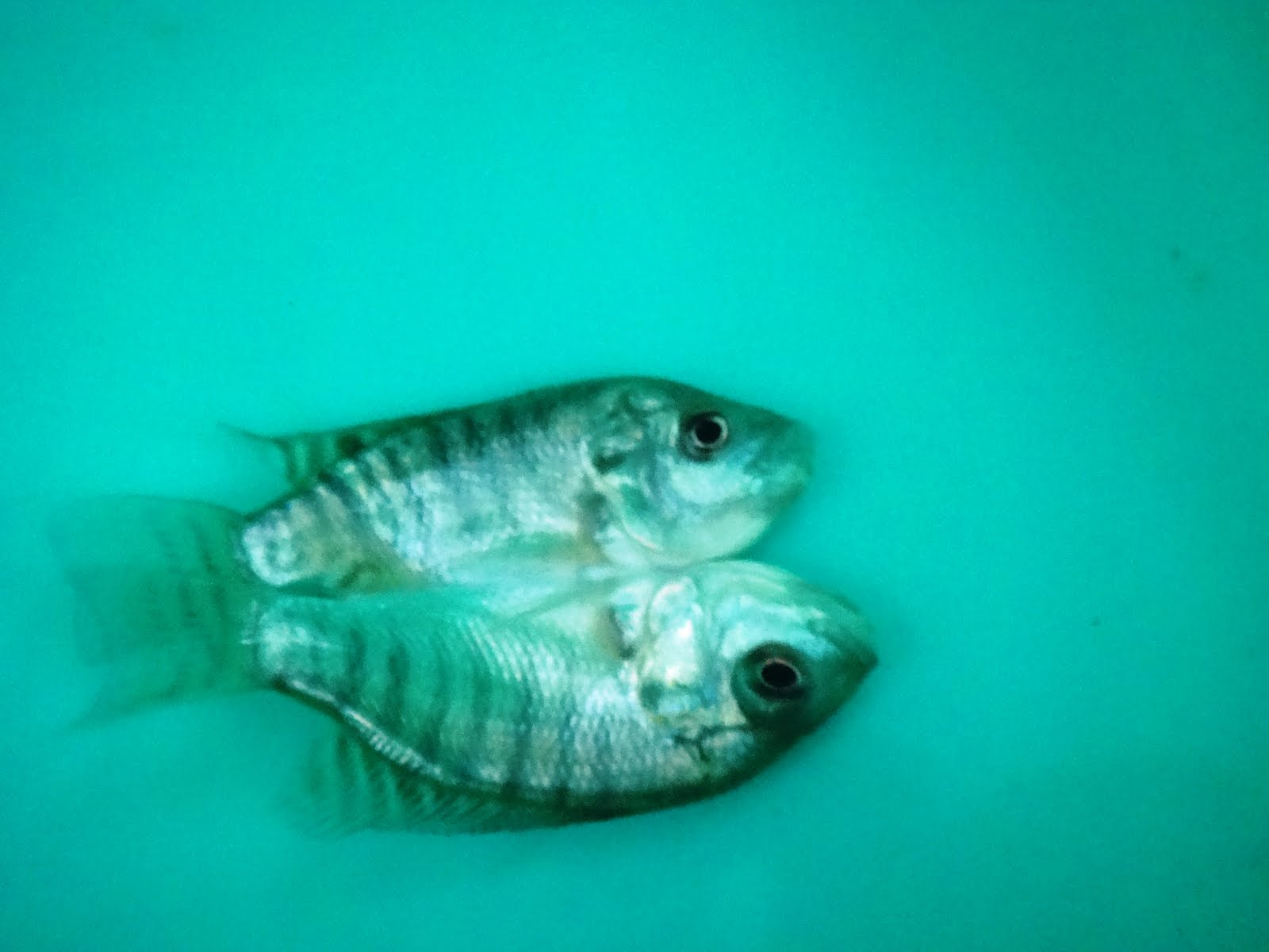 AQUAfood: Siamese tilapia fish