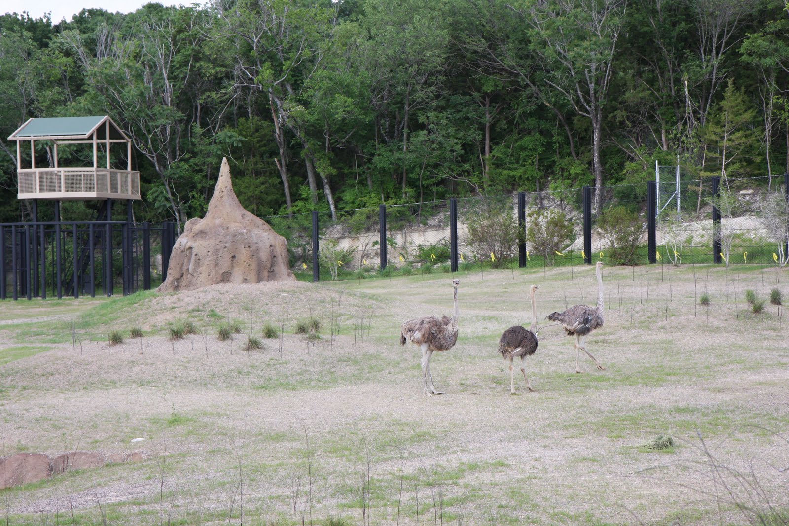 Cariamae - Brontornis burmeisteri - The ZT2 Round Table