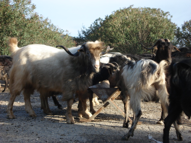 Labdanum of Cistus Incanus Creticus from Crete.: LADANUN OR LABDANUM ...