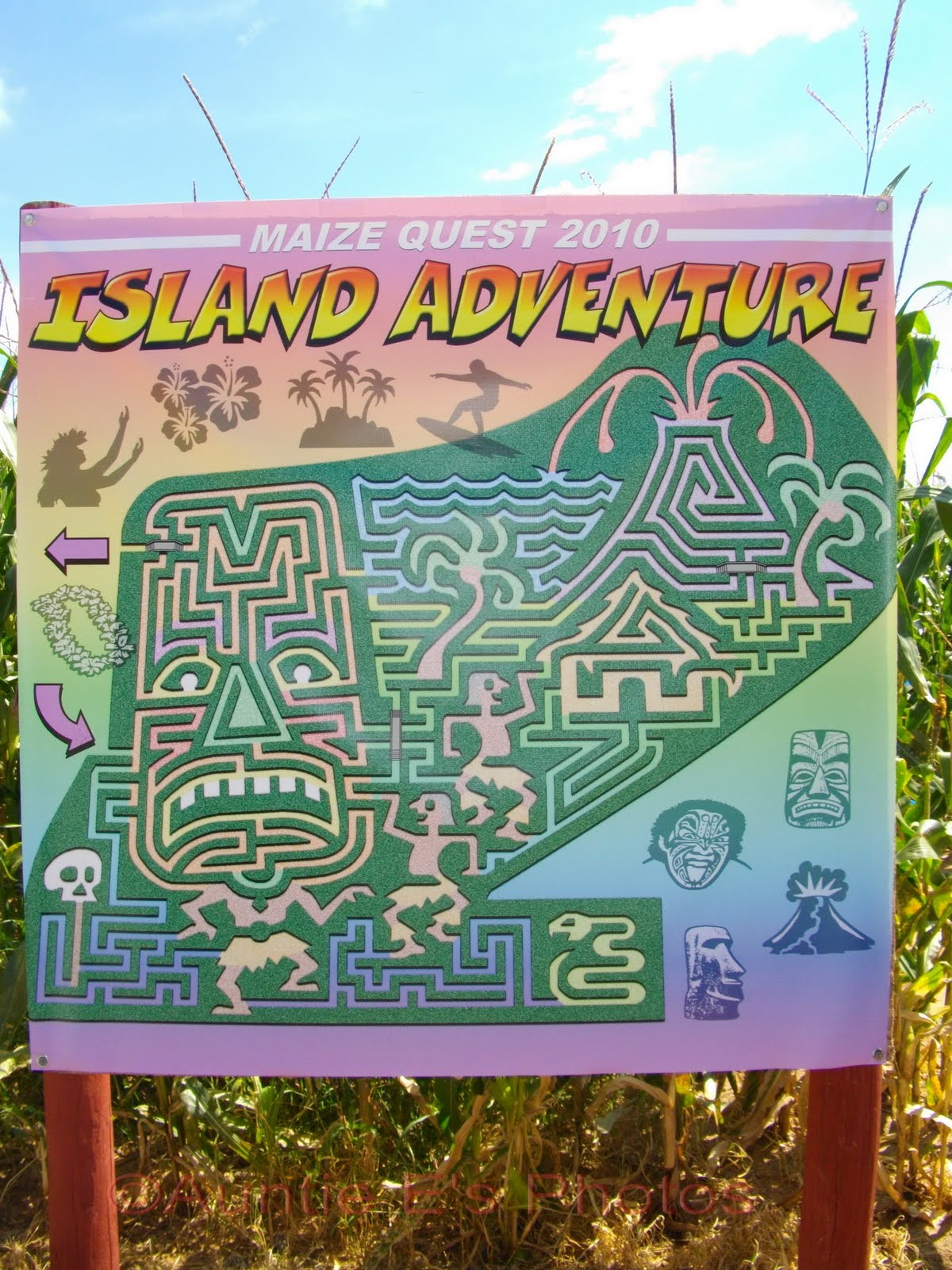 AUNTIE E's YARD and GARDEN: Ruby Tuesday- Corn maze time.