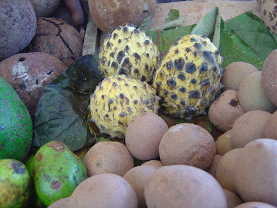 come-se: Araticum, pindaíba e biribá.