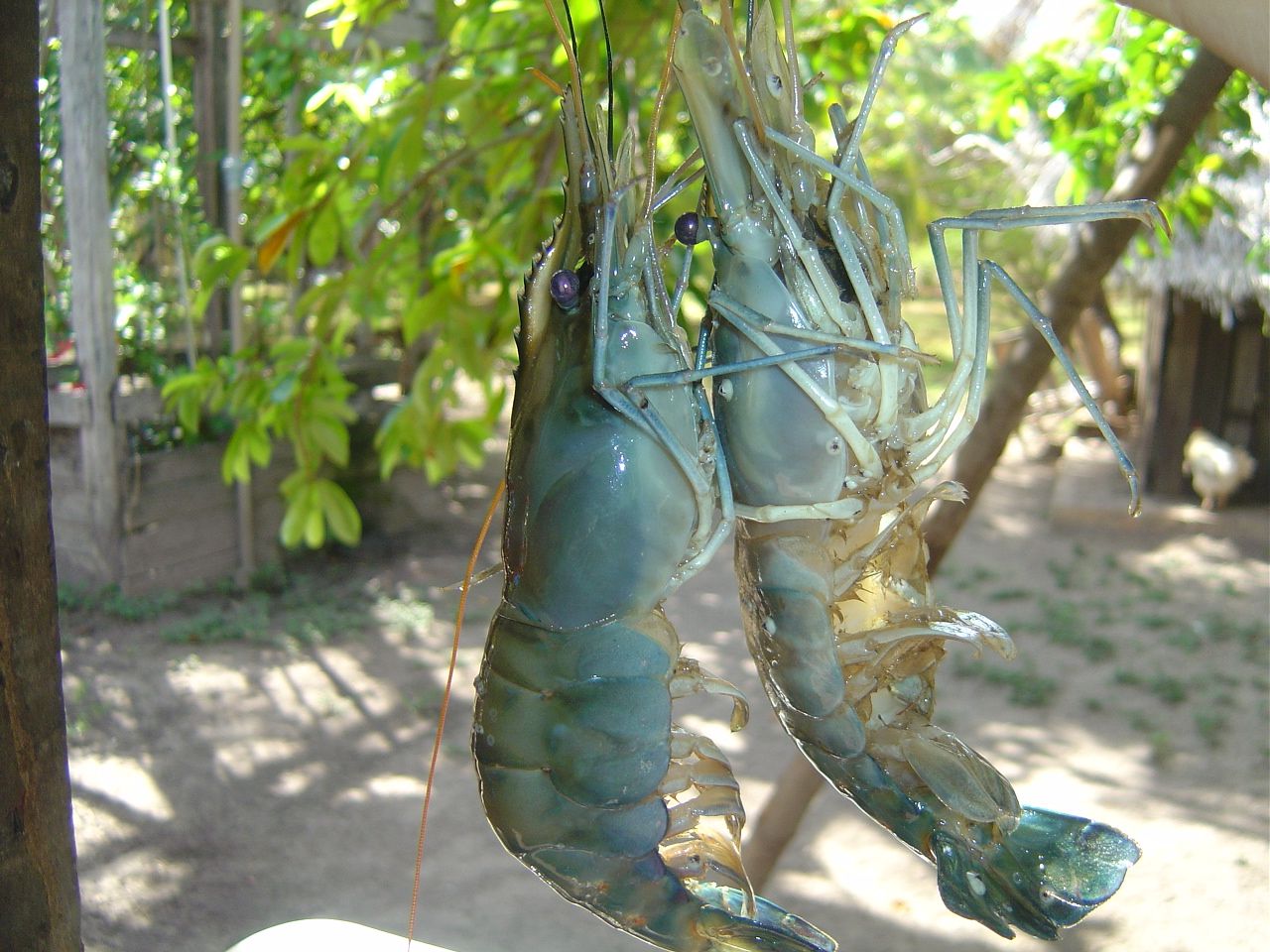 come-se: Pitu do Vale de Maxaranguape