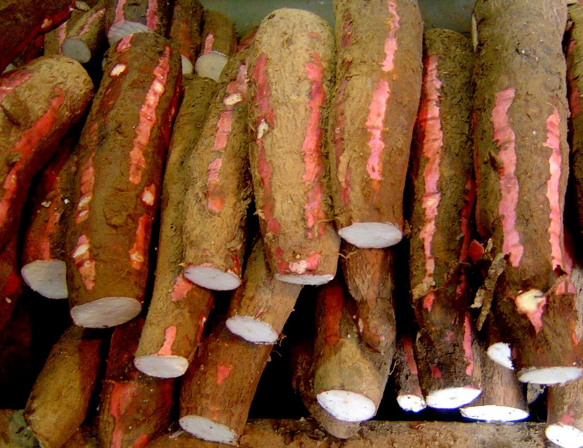 come-se: Dia da mandioca: creme de mandioca e coco com camarão seco ...