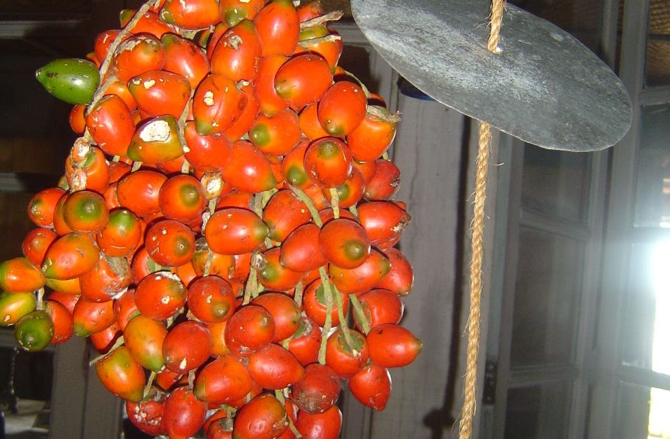 come-se: Frutas Amazônicas, parte 1. Coquinhos: pupunha e tucumã