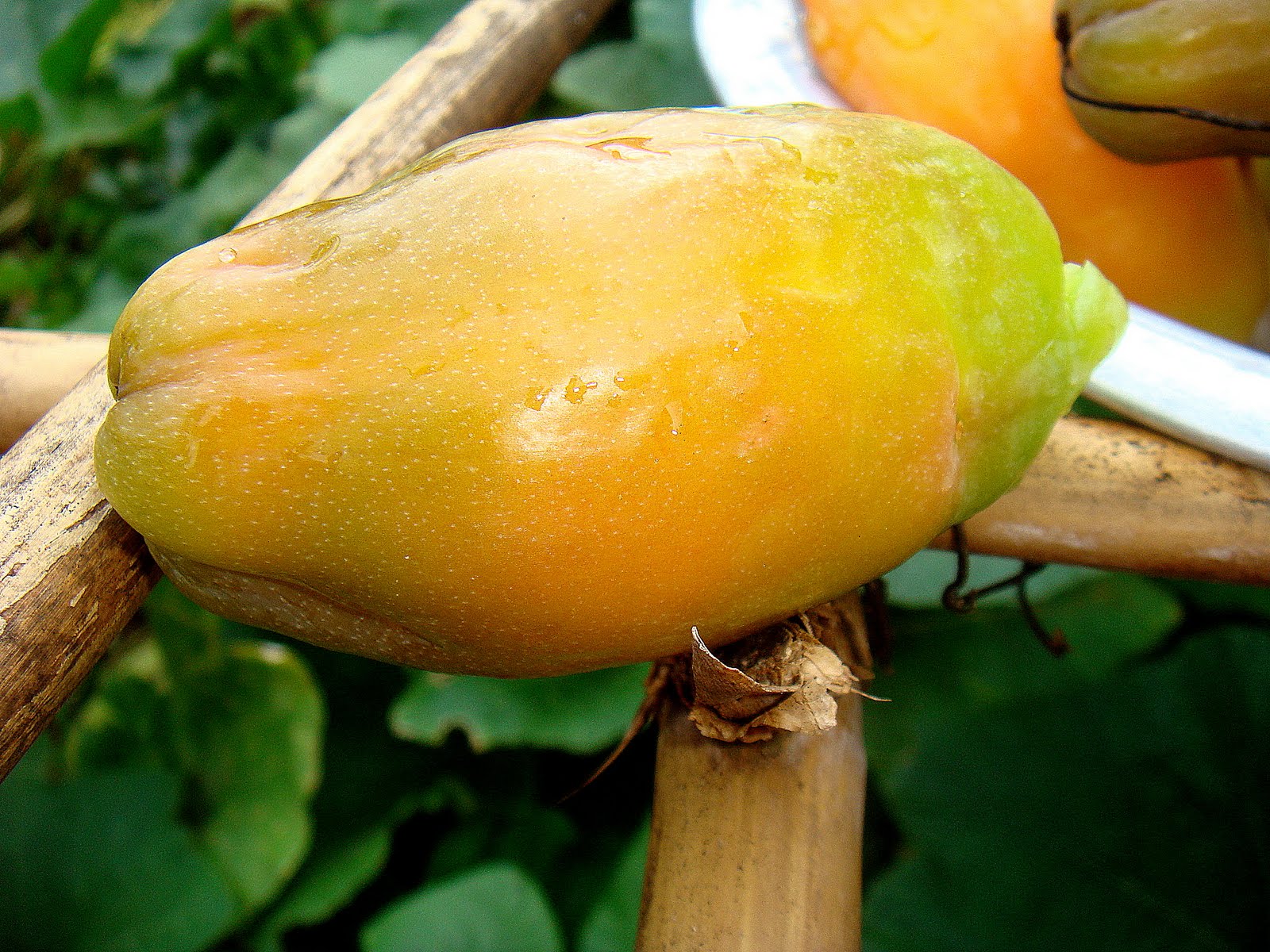 come-se: Resposta à charada: Fruto do mandacaru