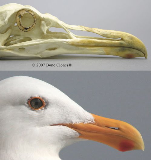 DinoGoss: Theropods That Fit the Bill