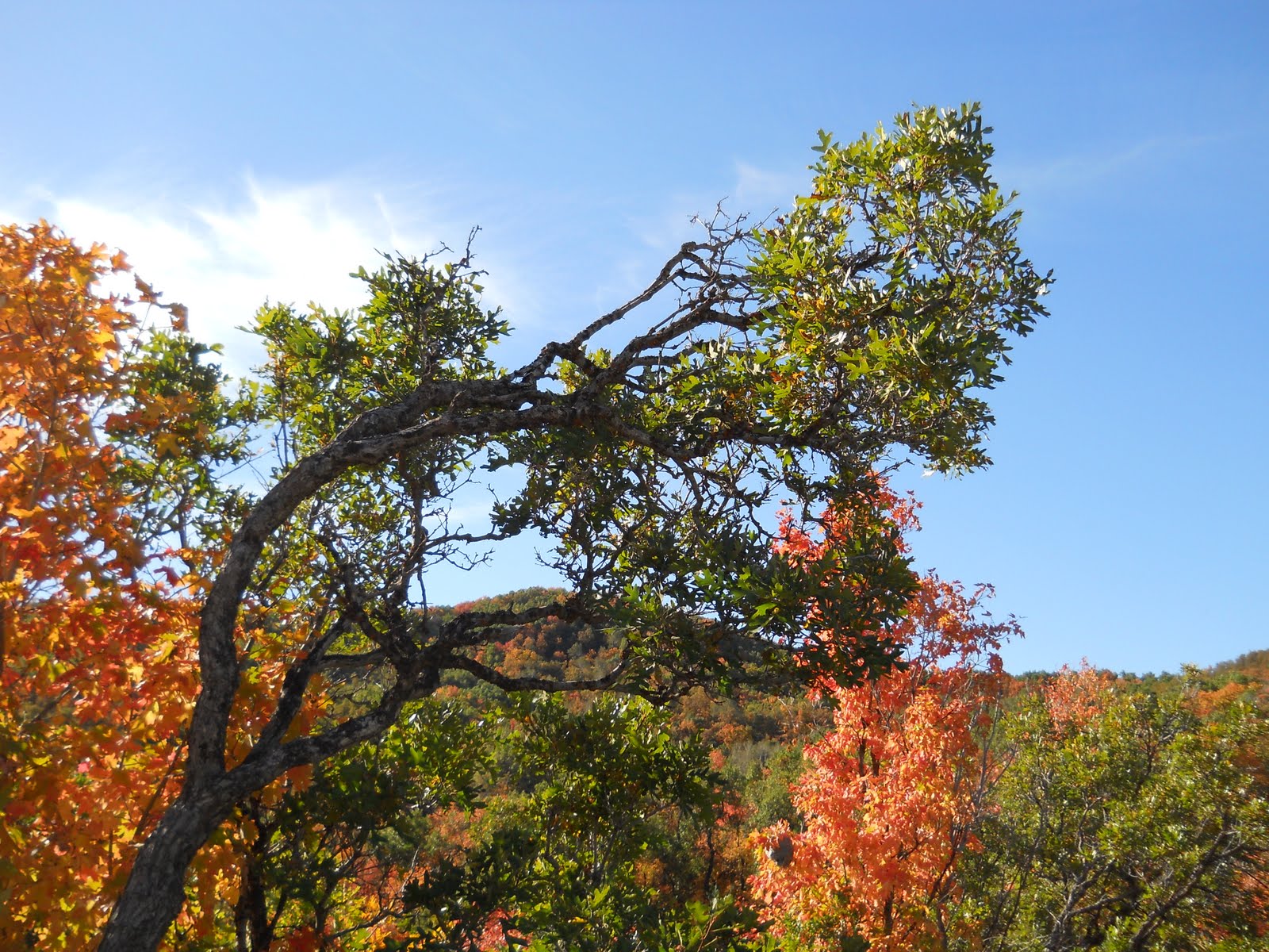 Utah Fall Color Watch: Beautiful Ogden Fall Color