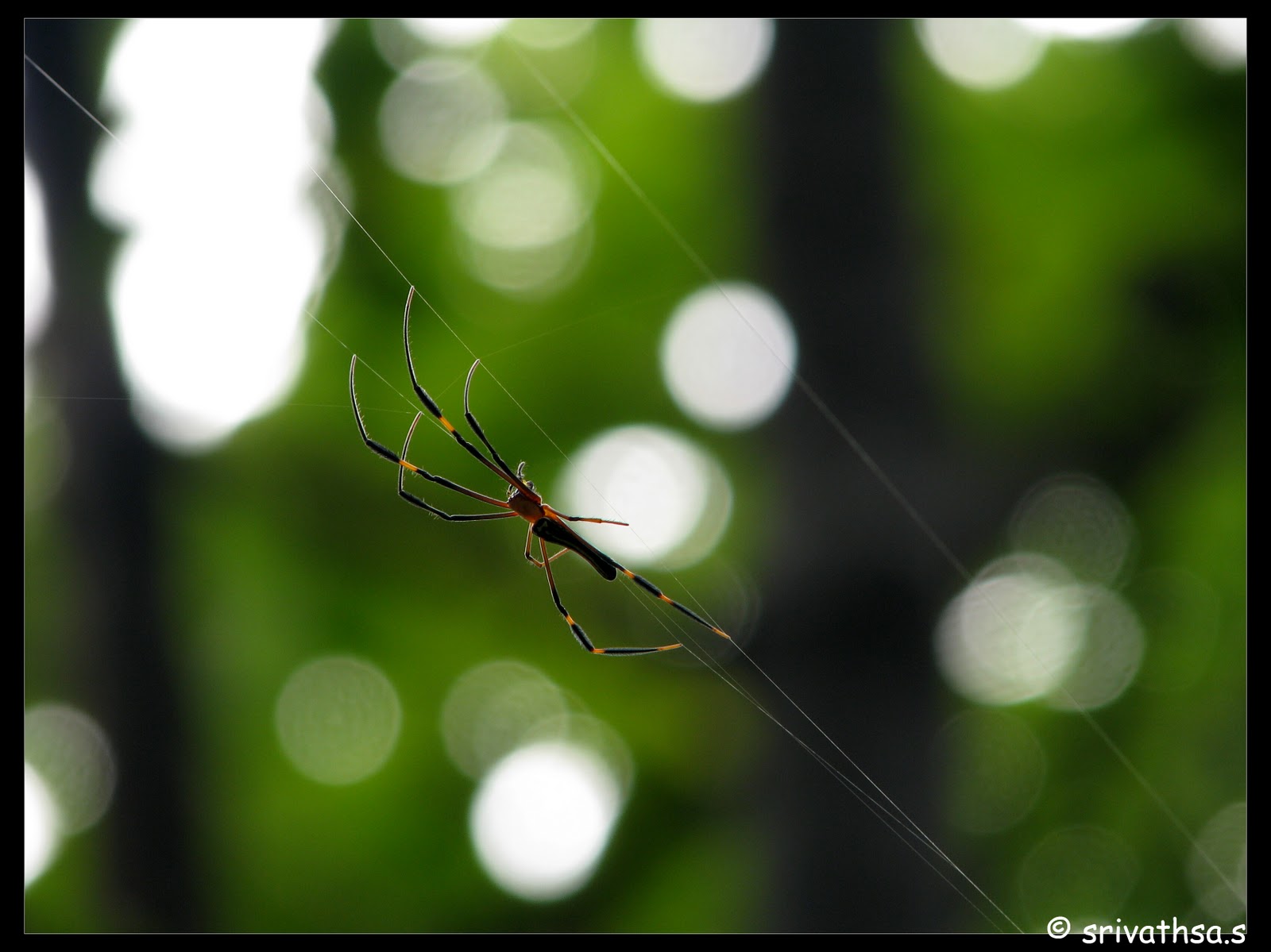 Indian wildlife photography: spiders
