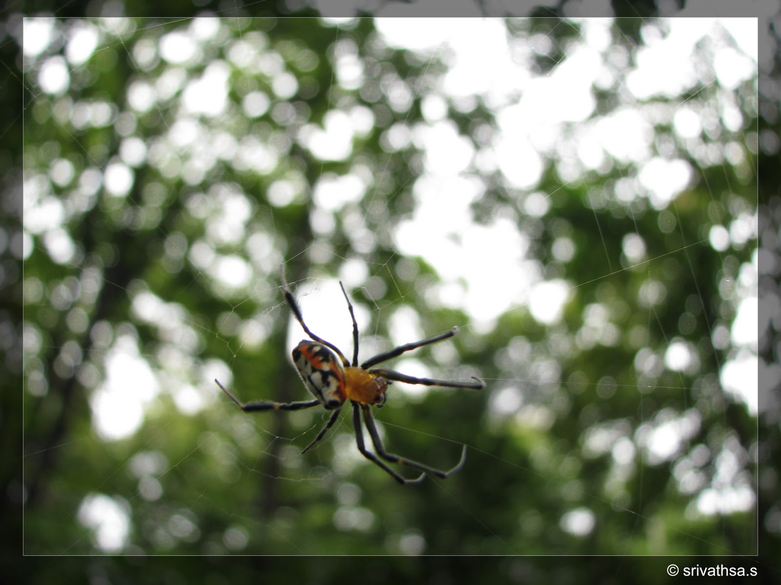 Indian wildlife photography: spiders