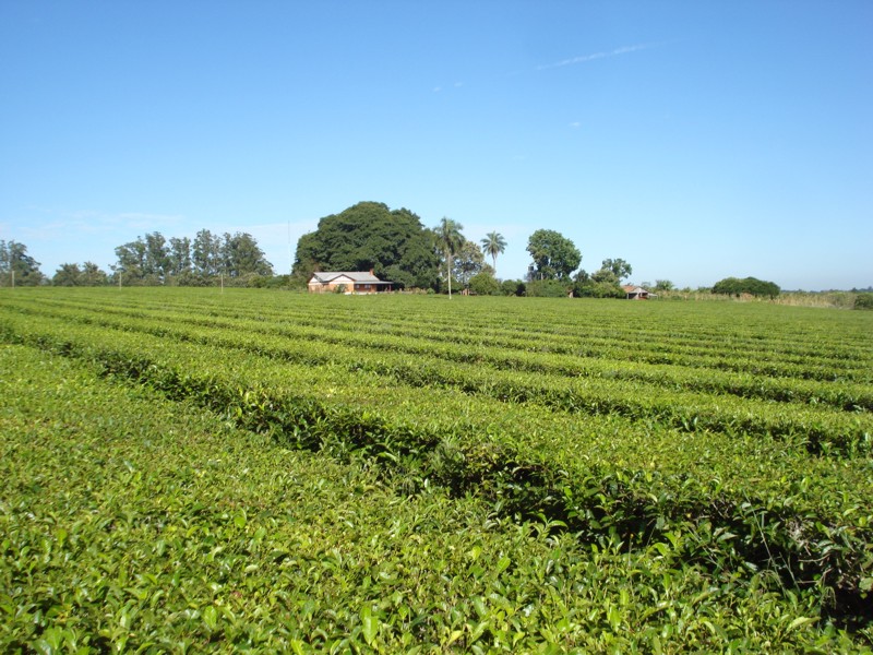 FIESTA NACIONAL DEL TE - Campo Viera - Misiones ~ LA DATA
