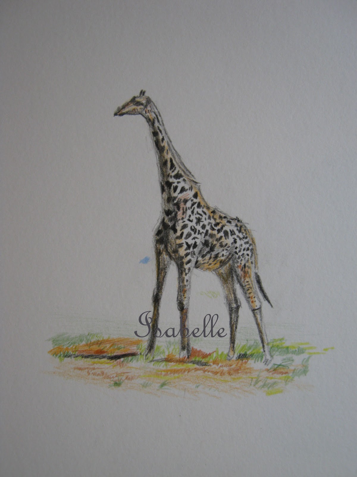 Isabelle Arts - 13 Year Old Child Prodigy: Giraffe drawing