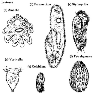 do you know!: Protozoa