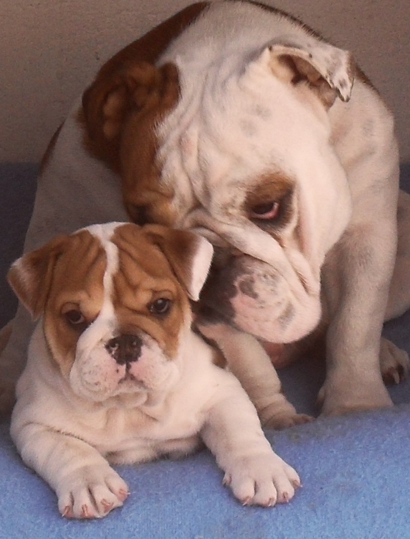 eMalahleni English Bulldogs: October 2010