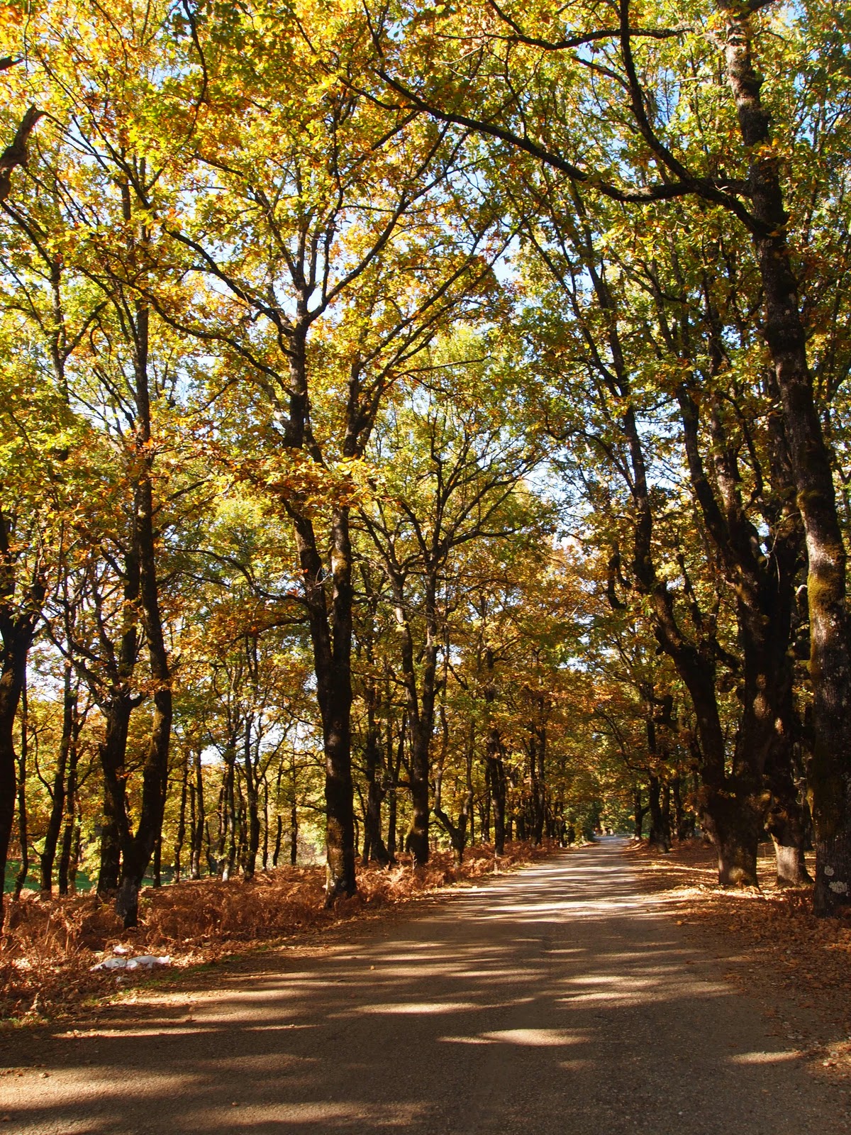 ΟΡΕΙΝΗ ΗΛΕΙΑ: Η ΦΟΛΟΗ ΤΟ ΦΘΙΝΌΠΩΡΟ