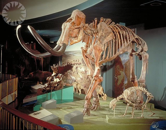 Fossils and Other Living Things: Of Mice and Megafauna