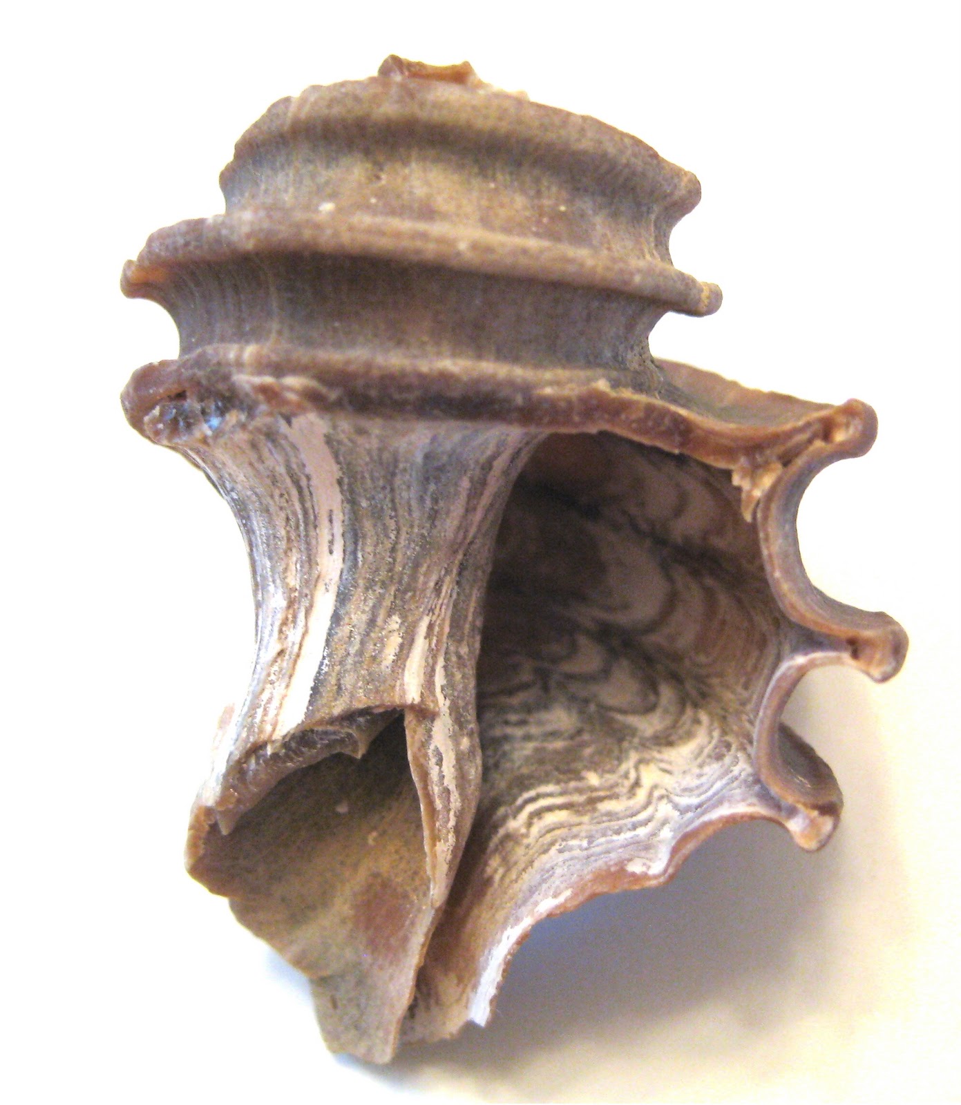 Fossils and Other Living Things: Fragility of the Ecphora