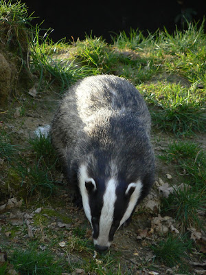 Badger Droppings Identification