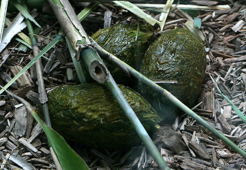 CFZ: Daily News: Panda poo gets gardeners' thumbs-up