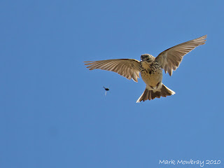 Mark Mowbray Photography: Meadow Pipit flight shots
